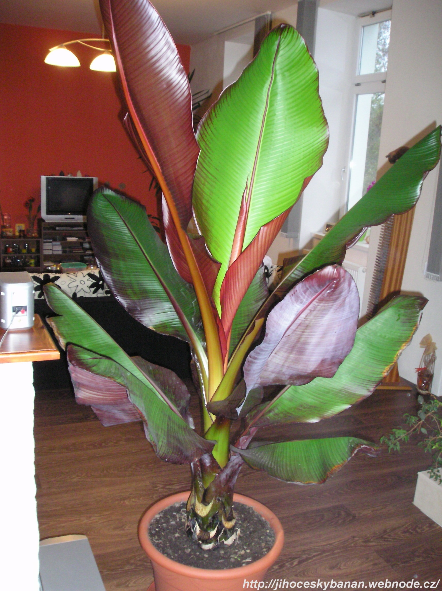 Ensete ventricosum,,Maurelii'' :: Jihoceskybanan